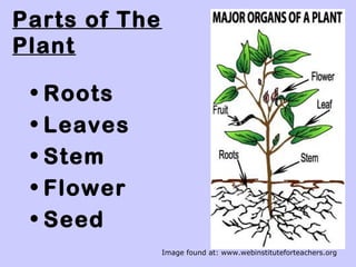 Powerpoint plant parts for science gr 5 | PPT