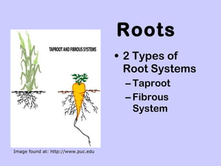 Powerpoint plant parts for science gr 5 | PPT