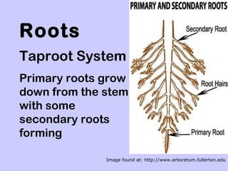 Powerpoint plant parts for science gr 5 | PPT