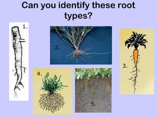 Powerpoint plant parts for science gr 5 | PPT