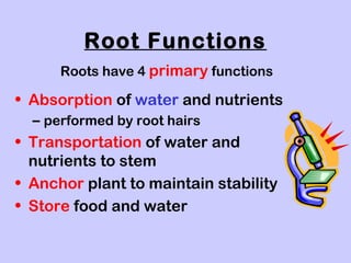 Powerpoint plant parts for science gr 5 | PPT