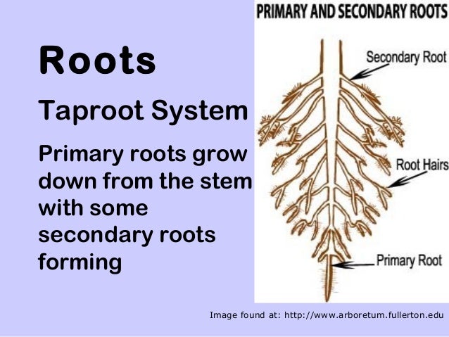 Powerpoint plant parts for science gr 5