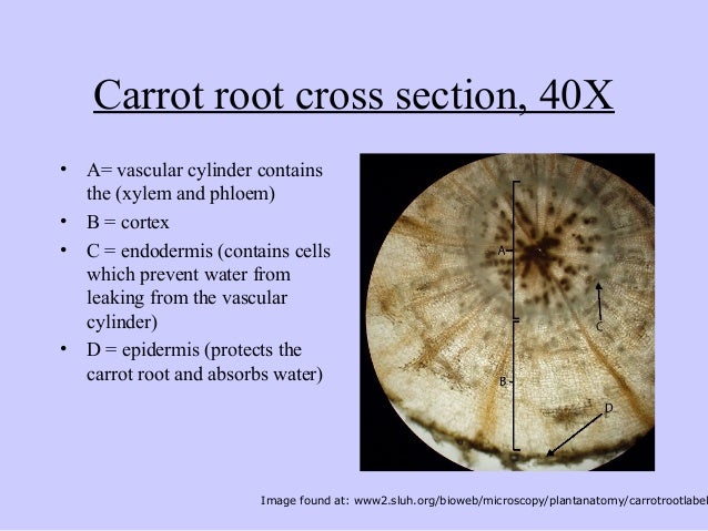 Vascular Cylinder Diagram