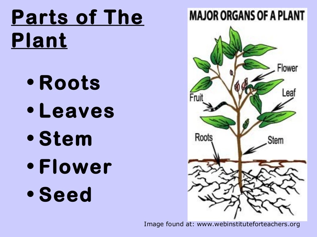 Powerpoint Plant Parts For Science Gr 5