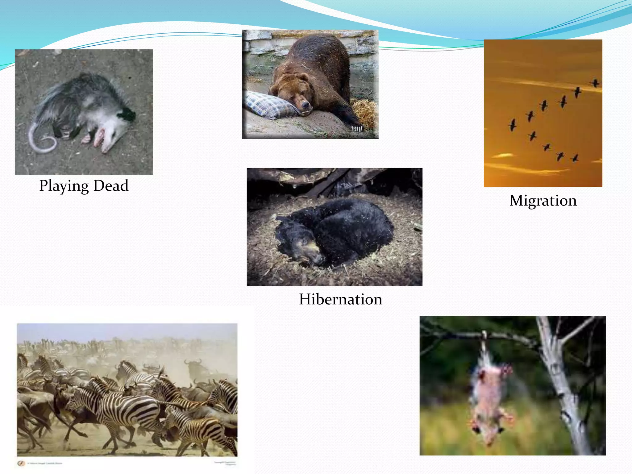 Powerpoint presentation-Adaptation Of Living Organisms In Its ...