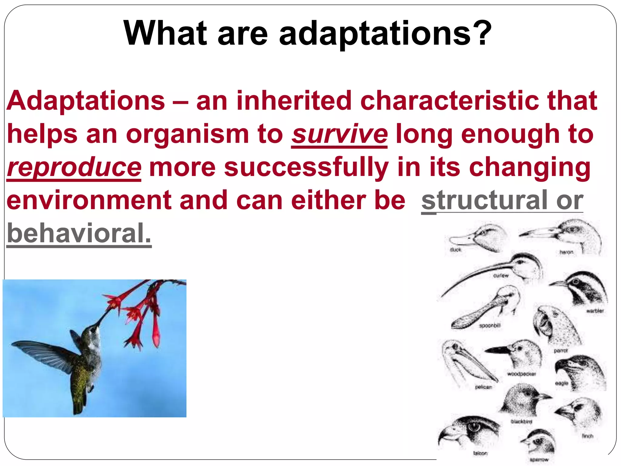 Powerpoint presentation-Adaptation Of Living Organisms In Its ...