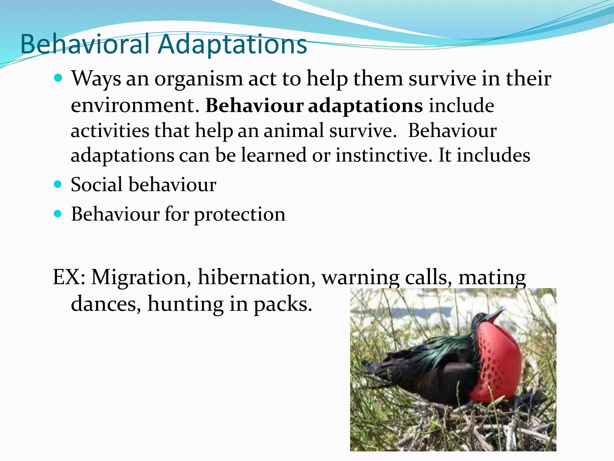 Powerpoint presentation-Adaptation Of Living Organisms In Its ...