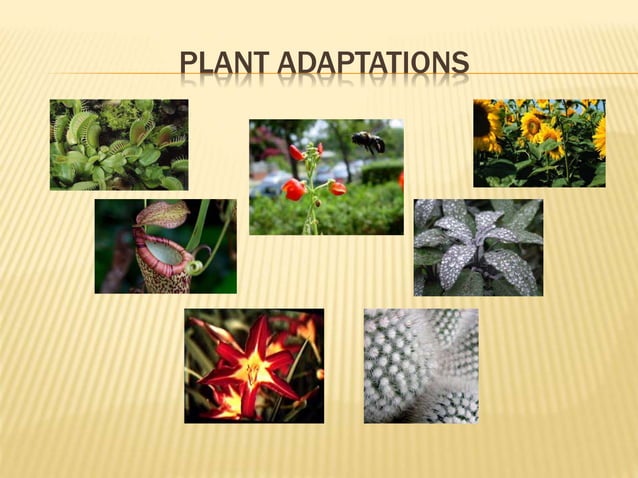 Powerpoint presentation-Adaptation Of Living Organisms In Its ...