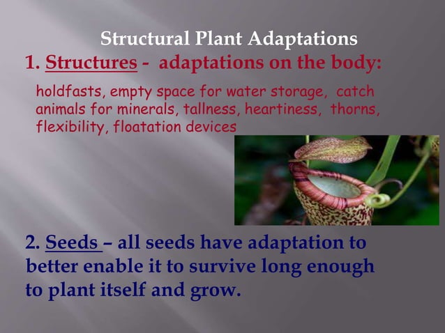 Powerpoint presentation-Adaptation Of Living Organisms In Its ...