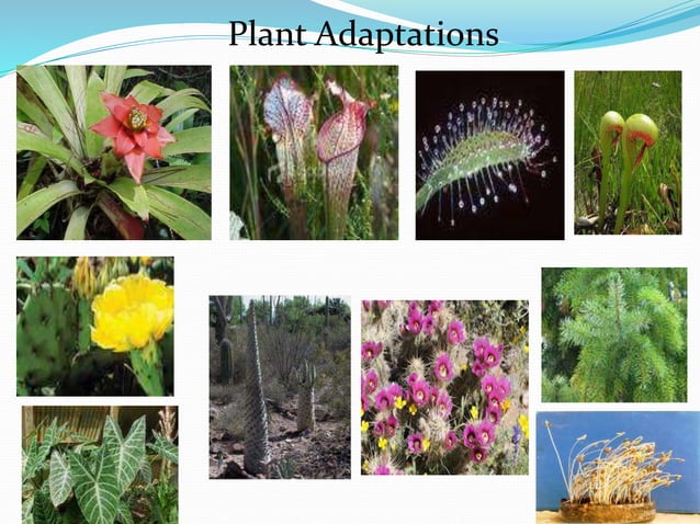 Powerpoint presentation-Adaptation Of Living Organisms In Its ...