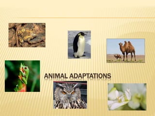 Powerpoint presentation-Adaptation Of Living Organisms In Its ...