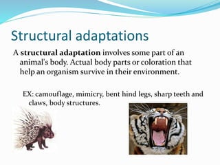 Powerpoint presentation-Adaptation Of Living Organisms In Its ...