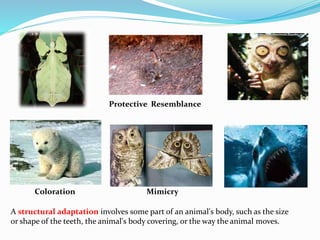 Powerpoint presentation-Adaptation Of Living Organisms In Its ...