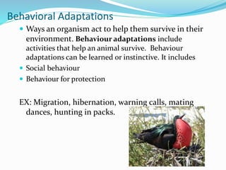 Powerpoint presentation-Adaptation Of Living Organisms In Its ...