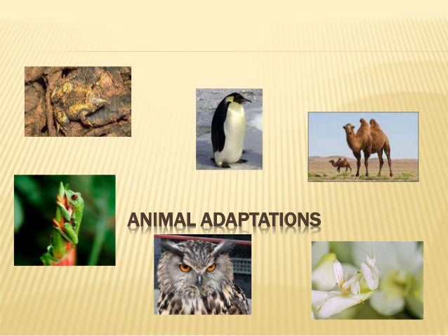 Powerpoint presentation-Adaptation Of Living Organisms In Its Environ…