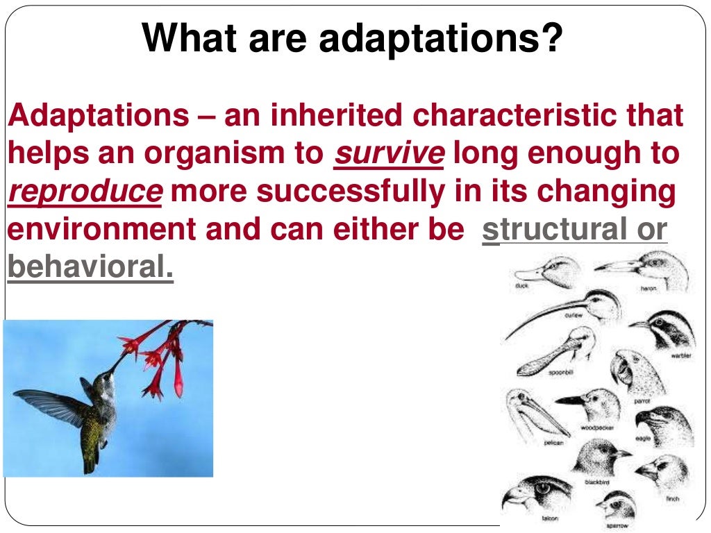 Powerpoint presentation-Adaptation Of Living Organisms In Its Environ…