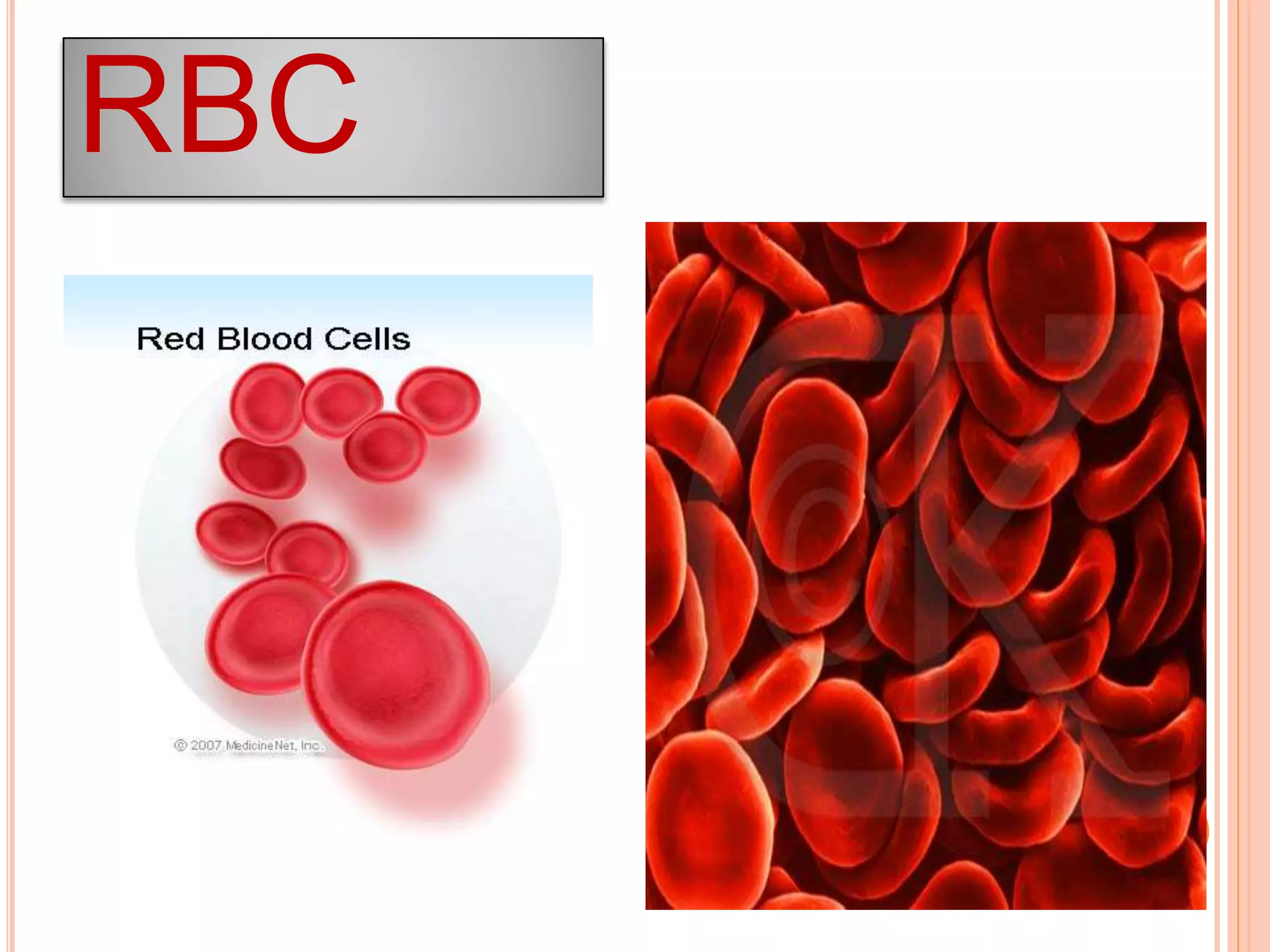 blood cells Powerpoint presentation | PPTX