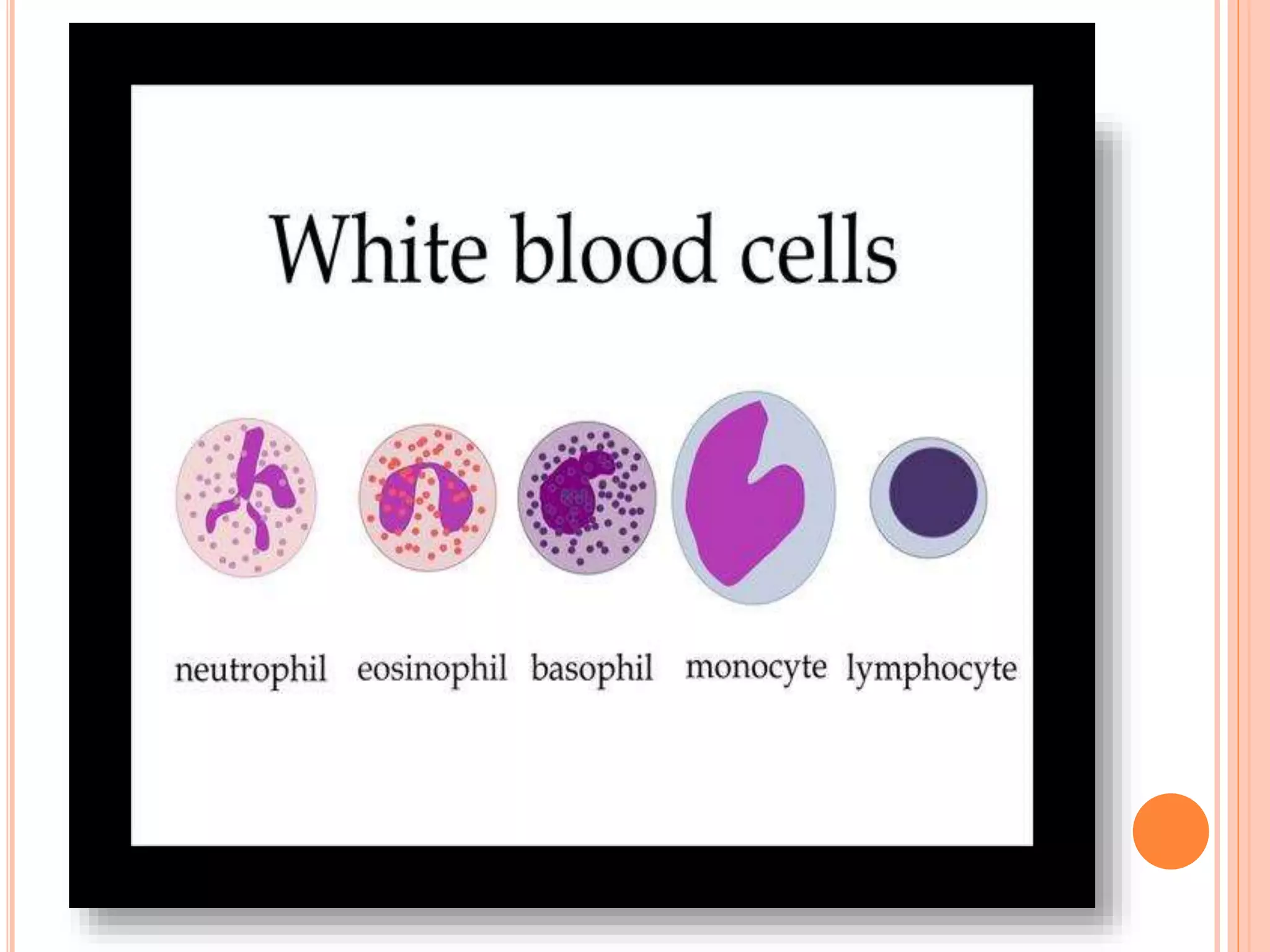 blood cells Powerpoint presentation | PPTX
