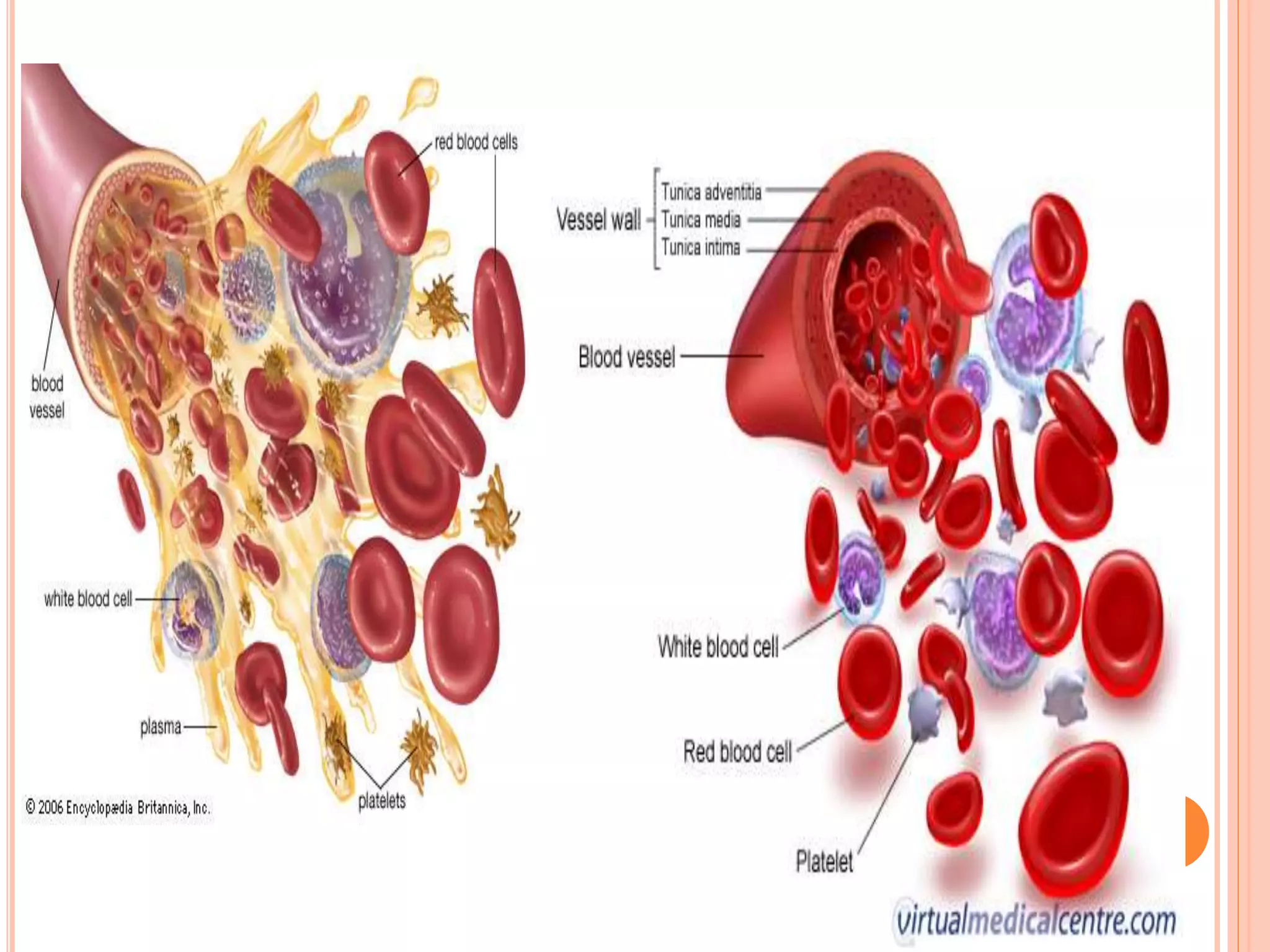 blood cells Powerpoint presentation | PPTX