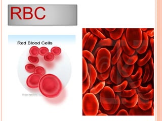 blood cells Powerpoint presentation | PPTX