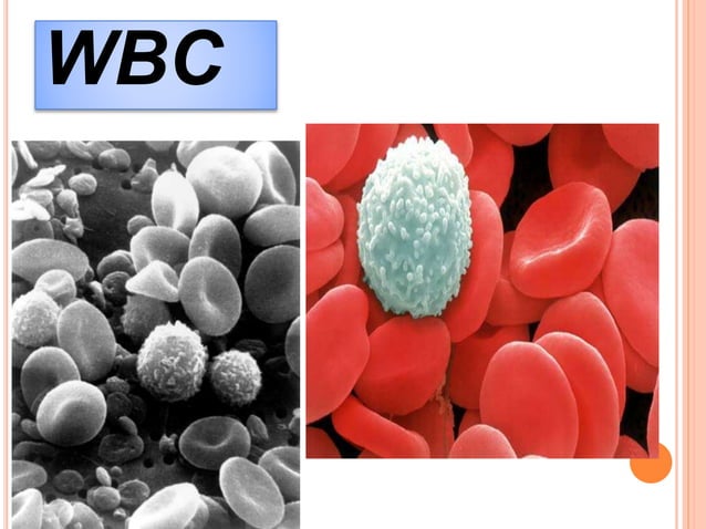 blood cells Powerpoint presentation | PPTX