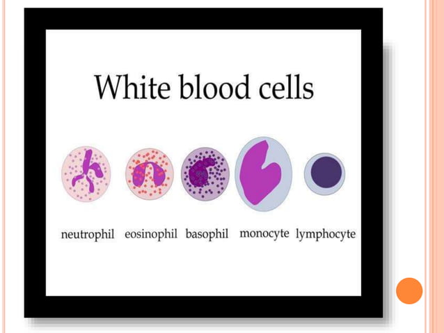 blood cells Powerpoint presentation | PPTX