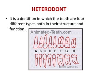 Teeth | PPT