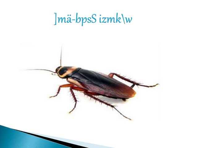 Respiration in Cockroach | PPTX