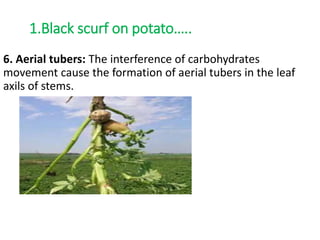 Potato diseases description | PPTX