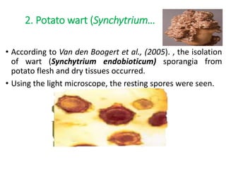 Potato diseases description | PPTX