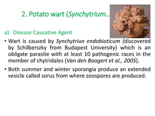 Potato diseases description | PPTX