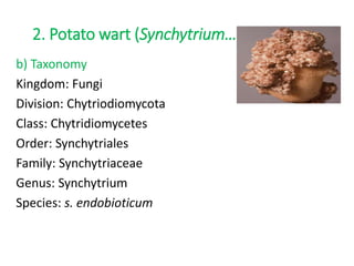 Potato diseases description | PPTX
