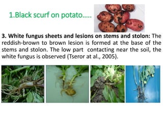 Potato diseases description | PPTX
