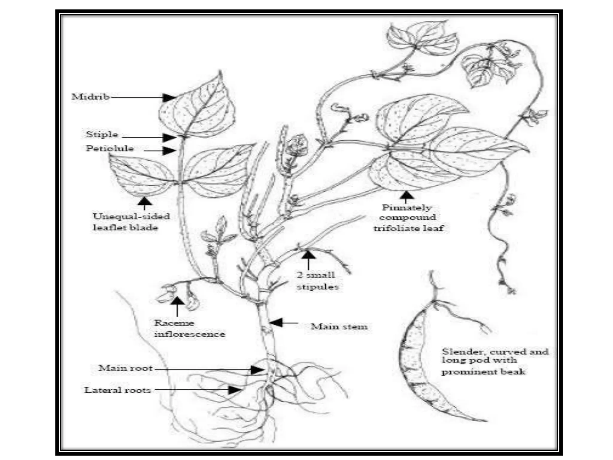 Description of field crops | PPT