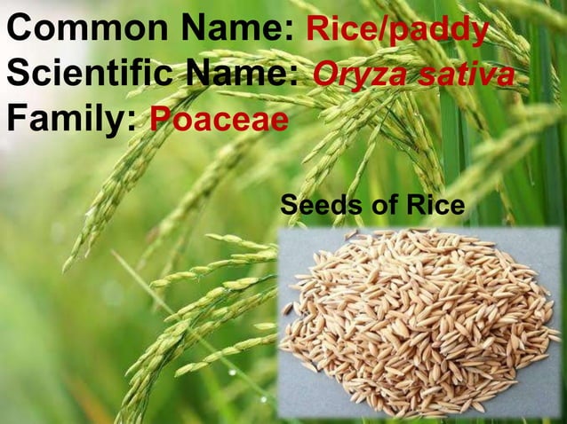 Description of field crops | PPT