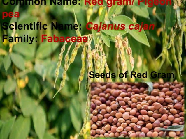 Description of field crops | PPT