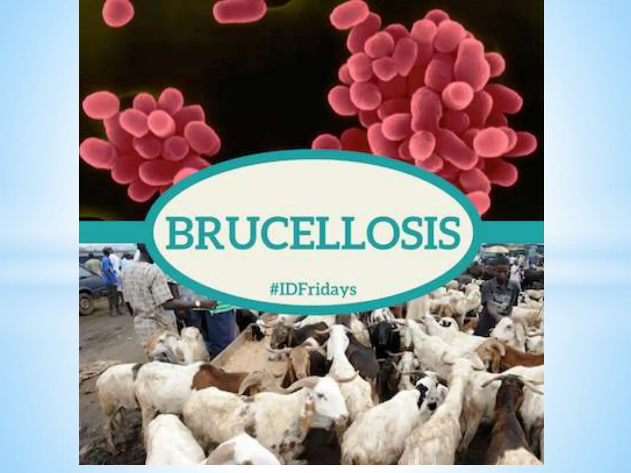 power point presentation brucellosis.pptx