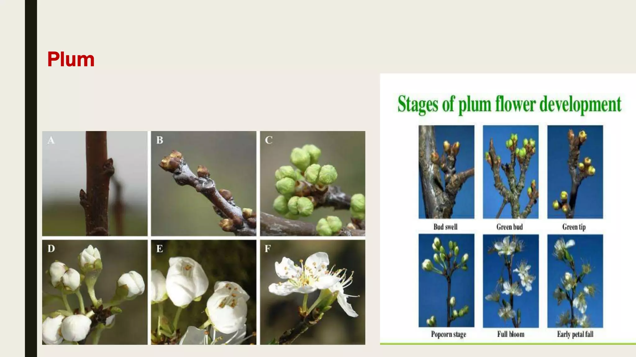 Growth and Phenological stages of Temperate Fruit Crops | PPTX
