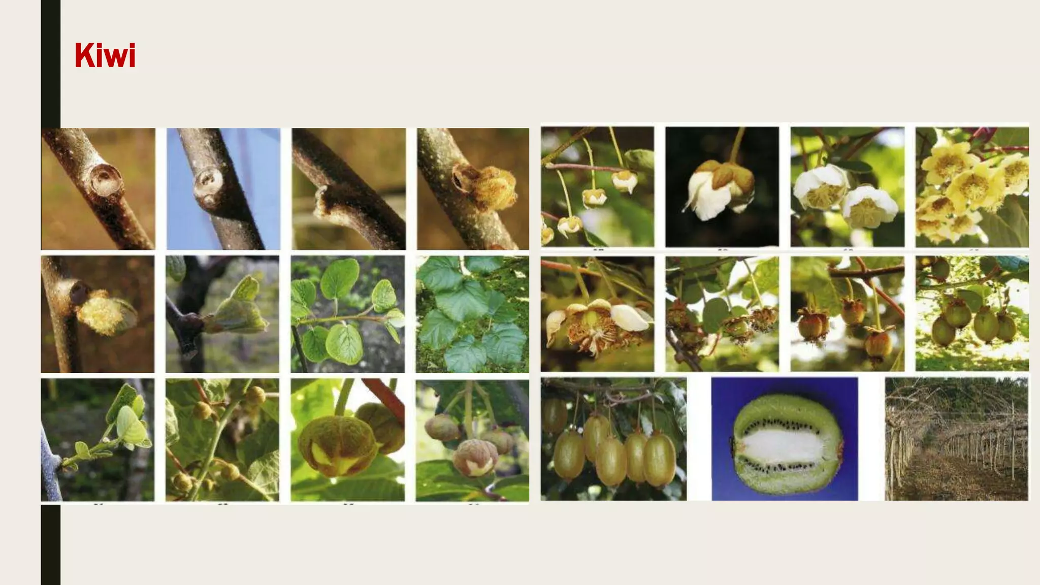 Growth and Phenological stages of Temperate Fruit Crops | PPTX