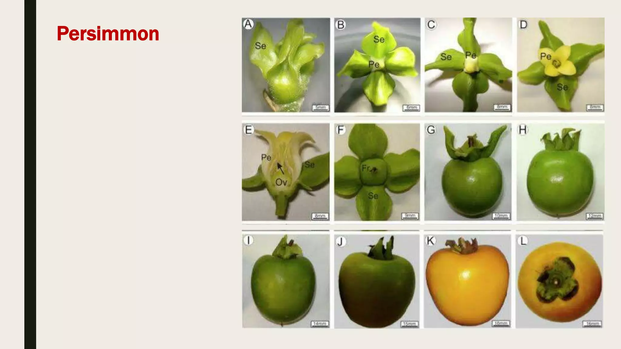 Growth and Phenological stages of Temperate Fruit Crops | PPTX