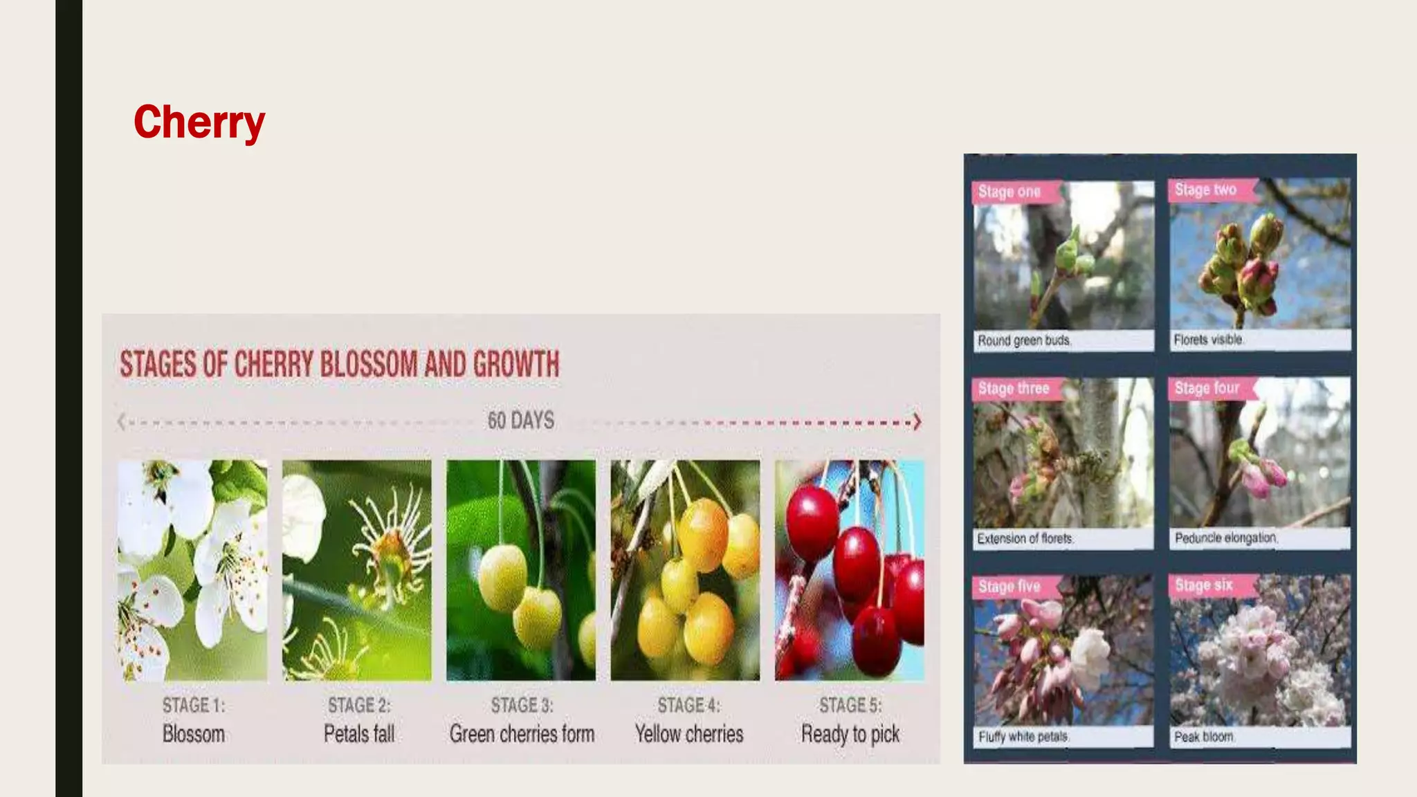 Growth and Phenological stages of Temperate Fruit Crops | PPTX