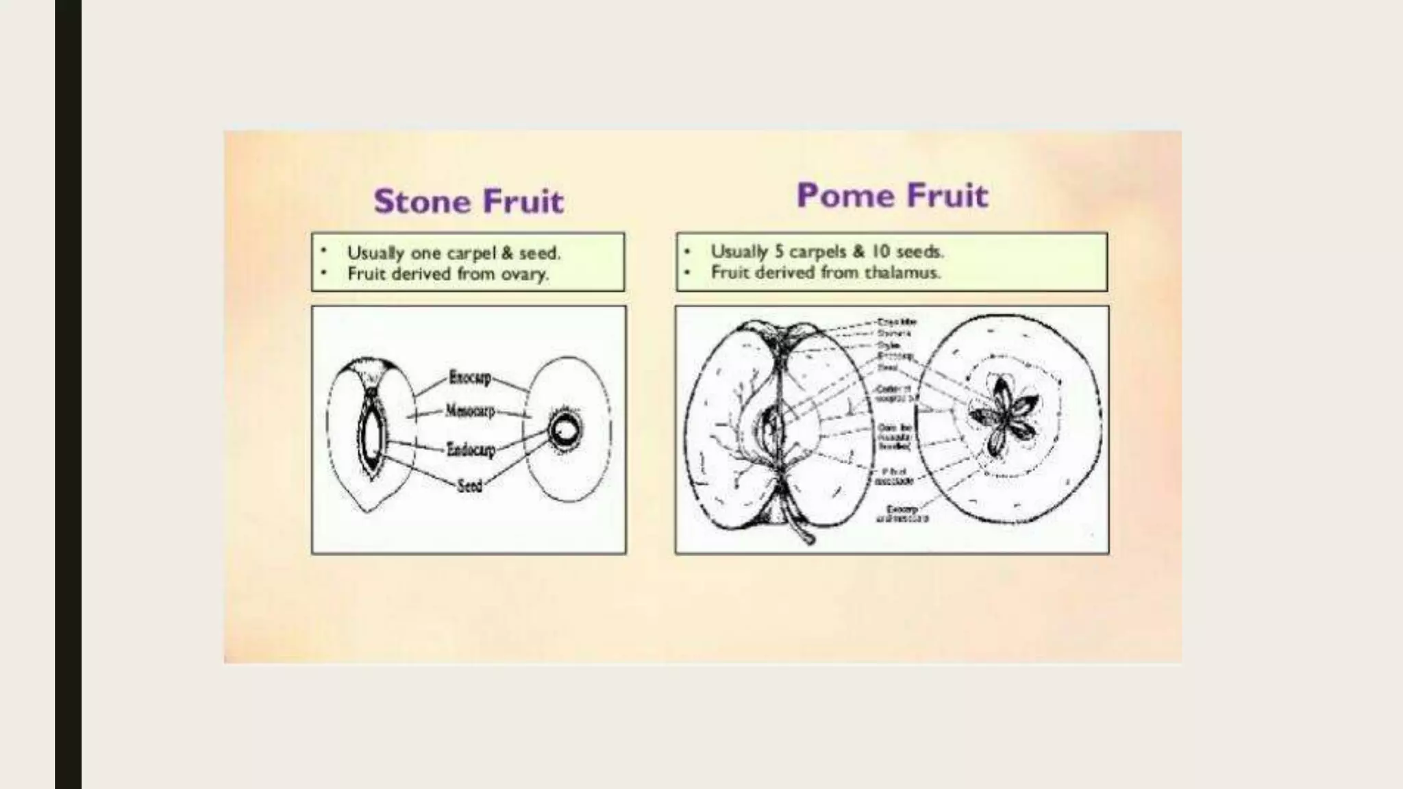 Growth and Phenological stages of Temperate Fruit Crops | PPTX