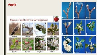 Growth and Phenological stages of Temperate Fruit Crops | PPTX