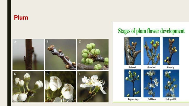 Growth and Phenological stages of Temperate Fruit Crops | PPTX ...