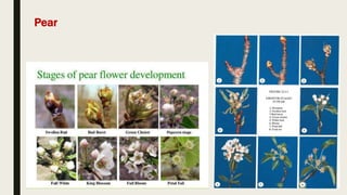 Growth and Phenological stages of Temperate Fruit Crops | PPTX