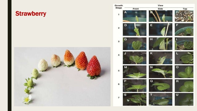 Growth and Phenological stages of Temperate Fruit Crops | PPTX ...