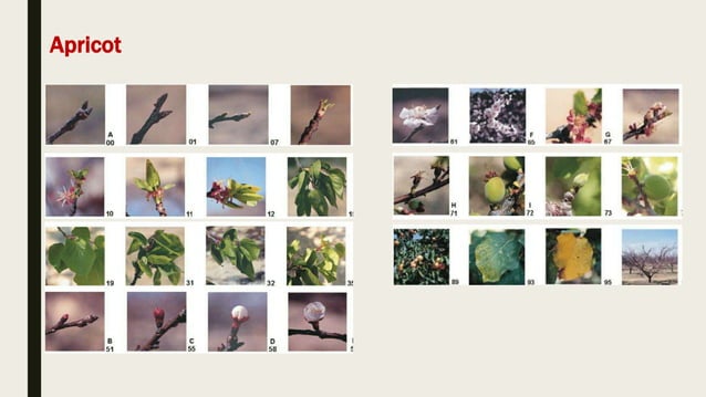 Growth and Phenological stages of Temperate Fruit Crops | PPTX ...