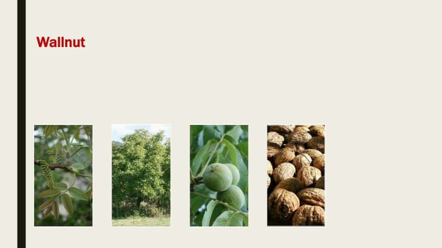 Growth and Phenological stages of Temperate Fruit Crops | PPTX ...