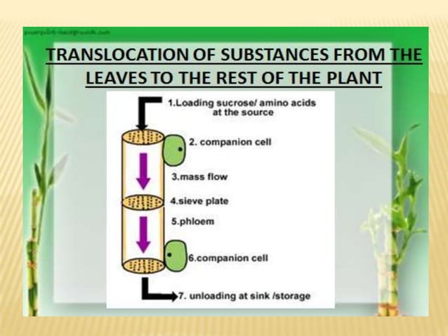 LIFE SCIENCE. Support and transport system in plants, (CAMPBELL AND ...