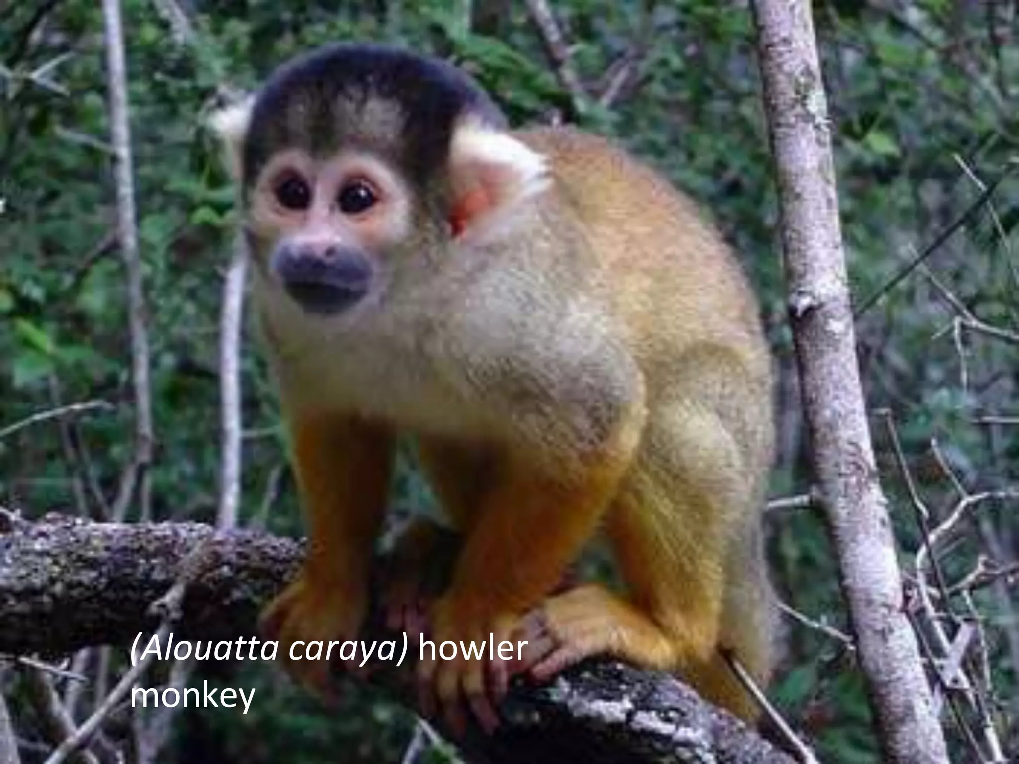 Powerpoint presentation amazon river basin | PPTX